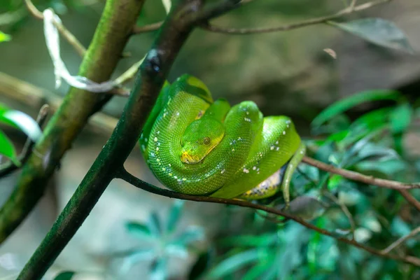 Glass skin snake Stock Photos, Royalty Free Glass skin snake Images ...