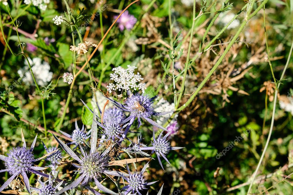 Cardo azul que crece salvaje en el Parque Nacional Gran Sasso en ...