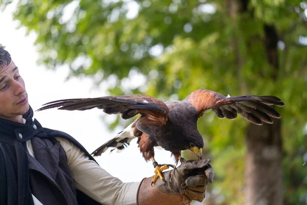 Man and falcon Stock Photos, Royalty Free Man and falcon Images ...