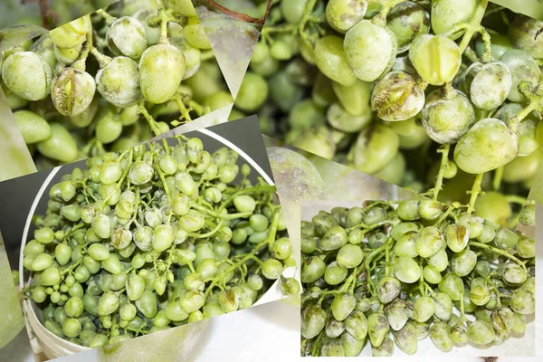 Grapes Affected Fungal Disease Oidium Powdery Mildew Disease Grapes ...