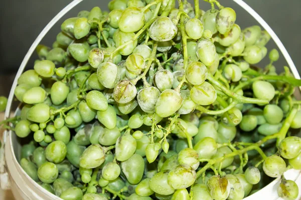 Grapes Affected Fungal Disease Oidium Powdery Mildew Disease Grapes Cracked — Stock Photo ...