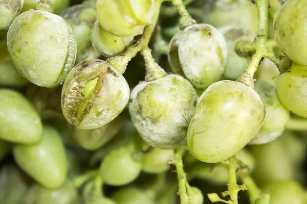 Grapes Affected Fungal Disease Oidium Powdery Mildew Disease Grapes Cracked Stock Photo by ...
