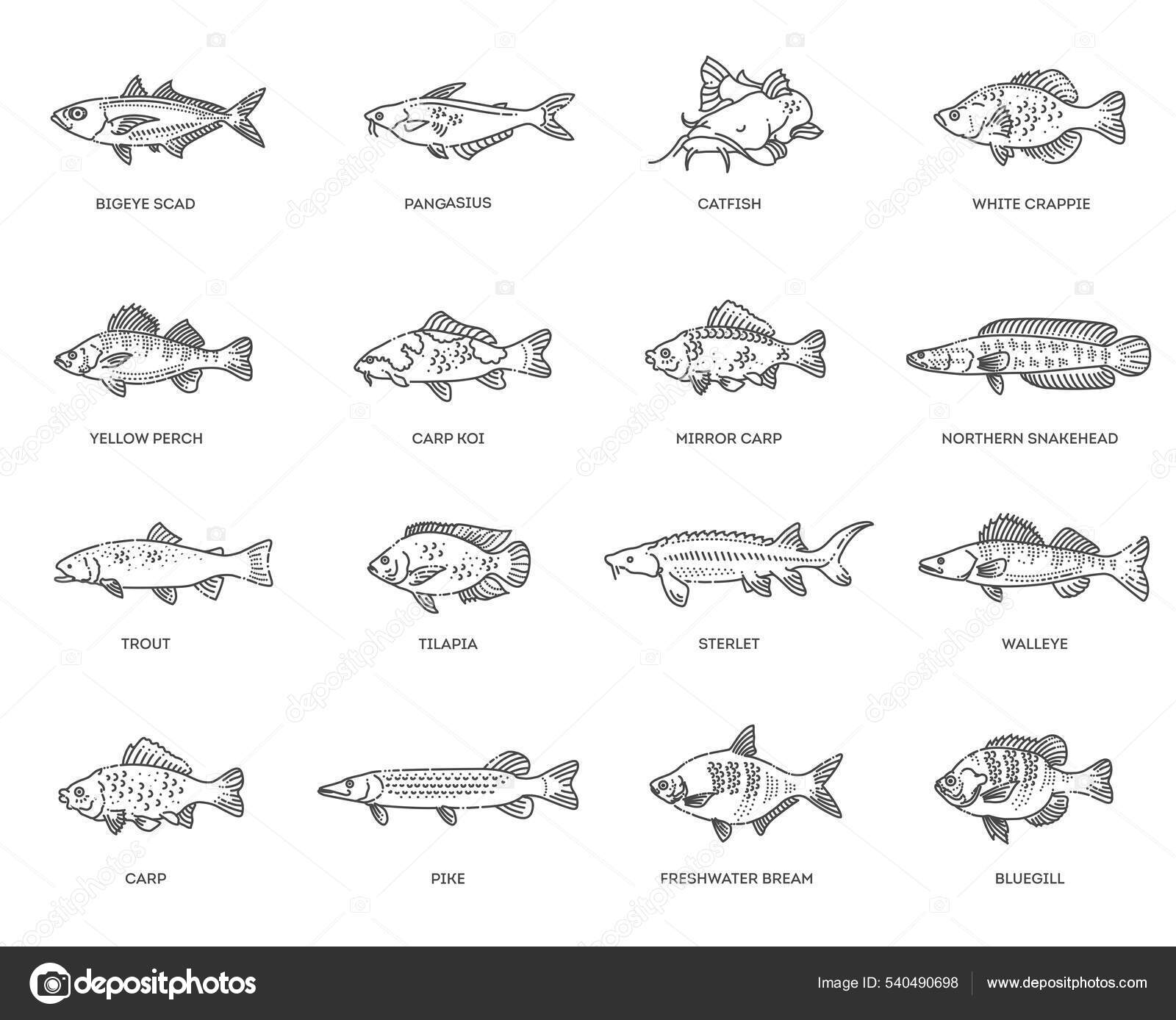 Freshwater fish set. Types of Edible Fish Stock Vector by ©tettygreen ...
