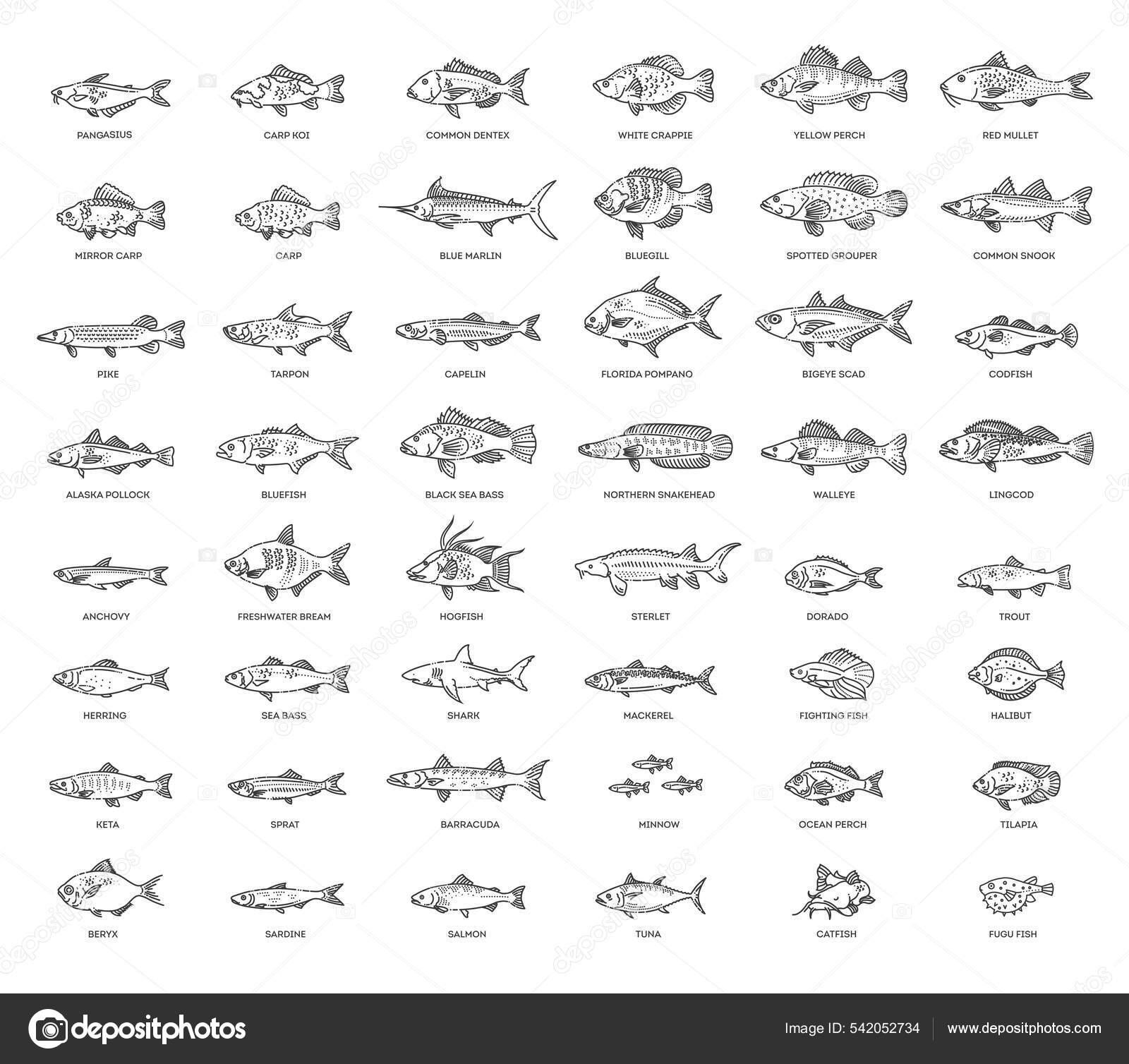 Image vectorielle Illustration Vectorielle Différents Types Poissons ...