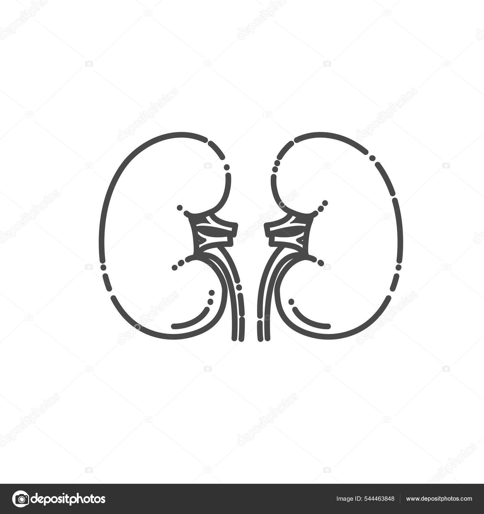 Ginjal Sistem Urin Manusia. Simbol vektor Vektor Stok oleh ©tettygreen ...