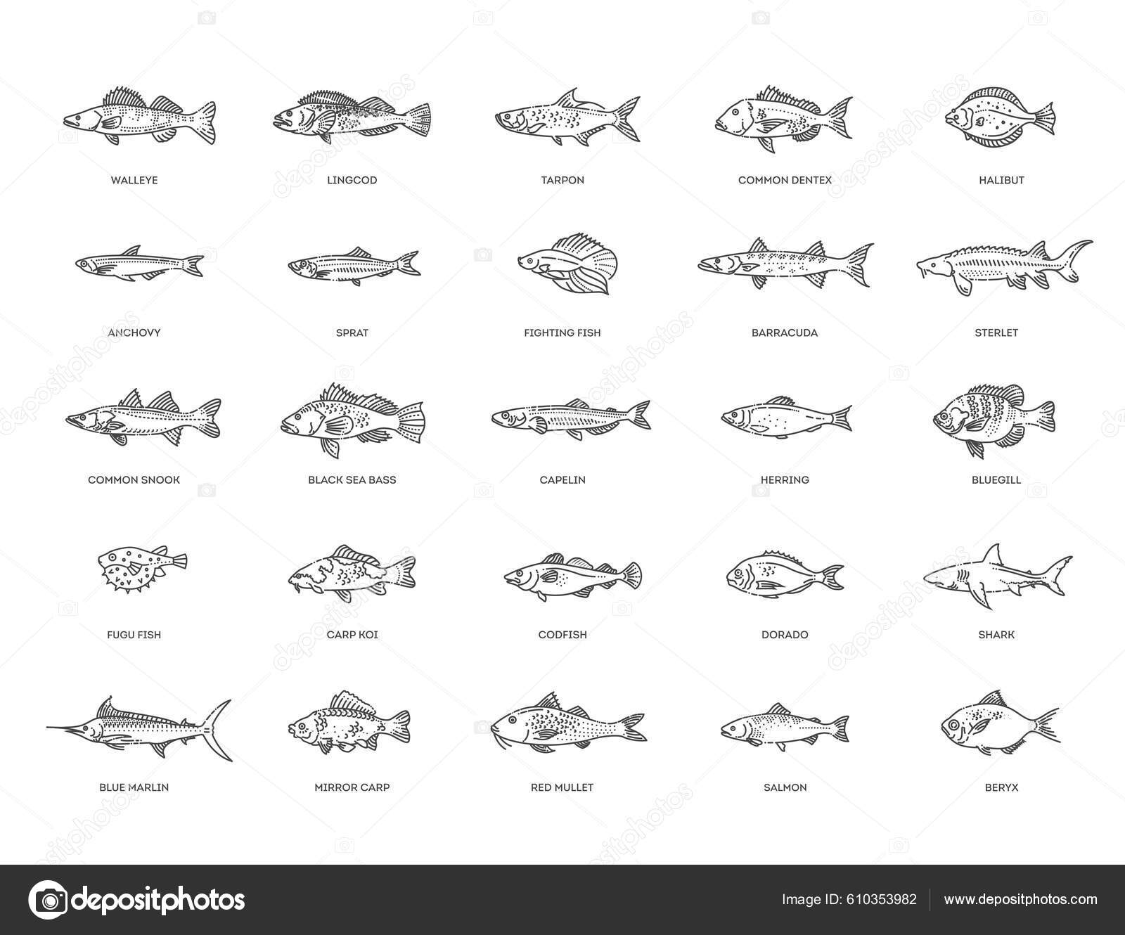 Vector Illustration Different Types Fish Fish Sketch Collection Stock ... Vector Illustration Different Types Fish Fish Sketch Collection Stock ...