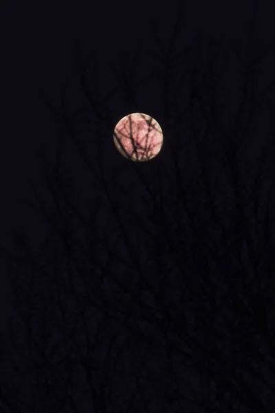 Moon behind tree Stock Photos, Royalty Free Moon behind tree Images ...