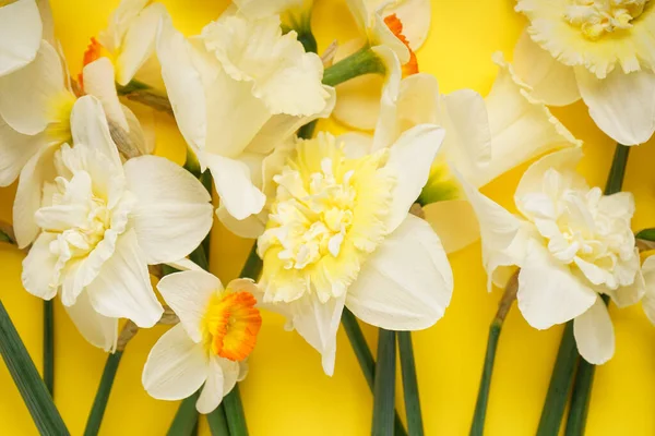 Daffodil background Stock Photos, Royalty Free Daffodil background ...