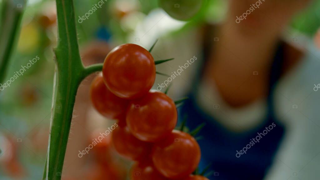 Campesino cortar ramas de tomate de cerca en el concepto ecológico ...