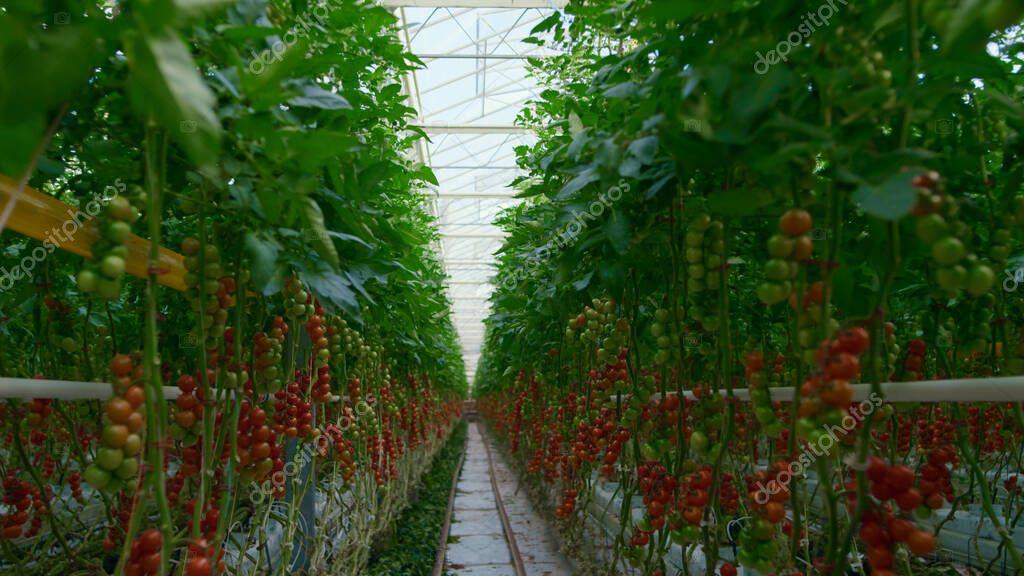 Vista de las ramas de tomates rojos que crecen en los arbustos en ...