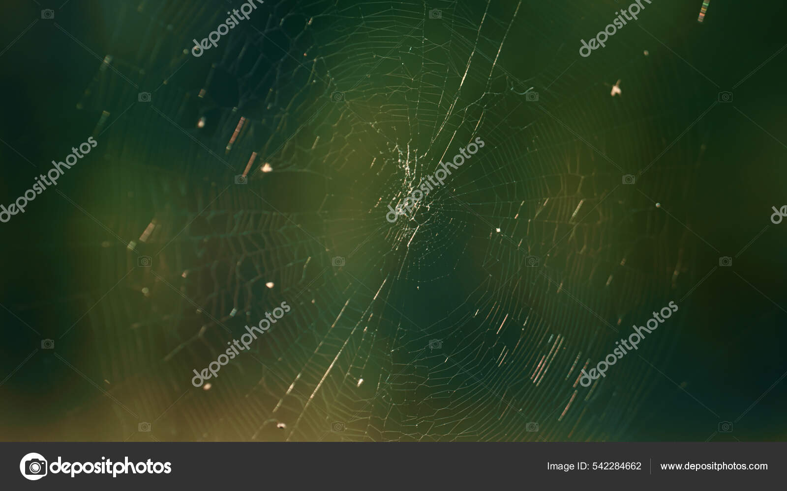 Thin forest spider web swaying in spring season sunny countryside ...