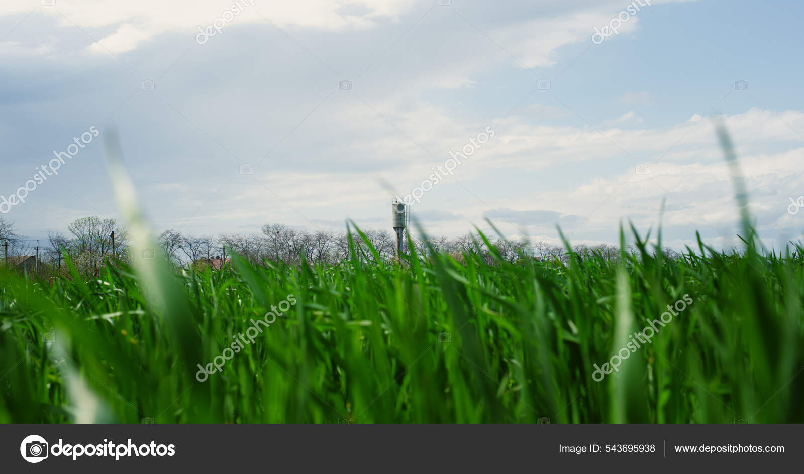 Agriculture grass blowing wind swaying in agronomy field meadow farm ...