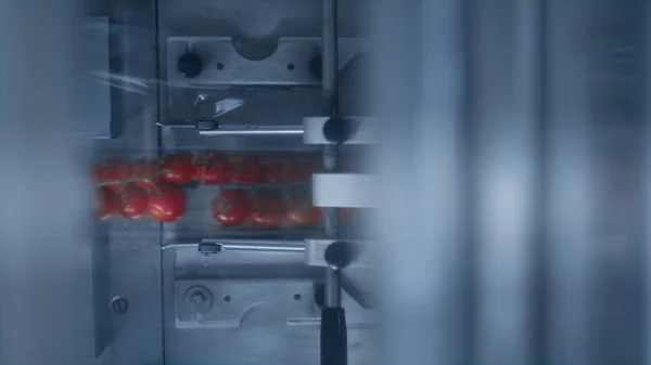 Closeup conveyor belt tomato packing process by automated mechanical ...