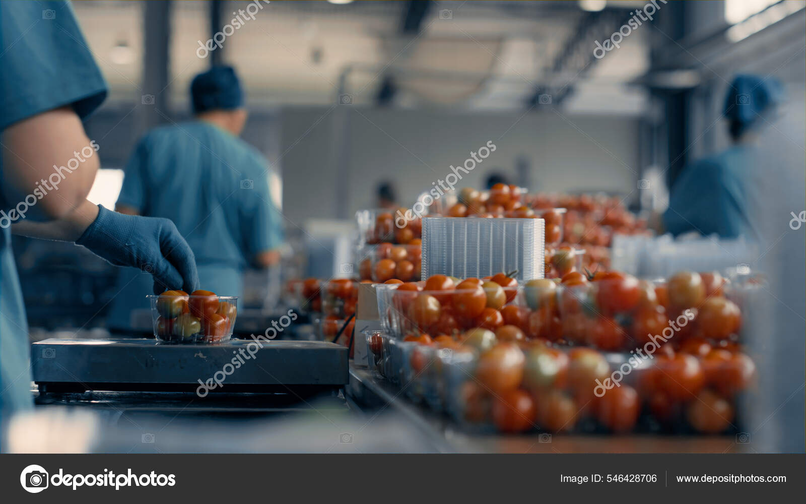 Factory workers tomato sorting process packing red organic vegetarian ...