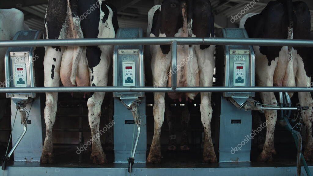 Sistema automático de ordeño de vacas en la granja. Moderna planta de ...