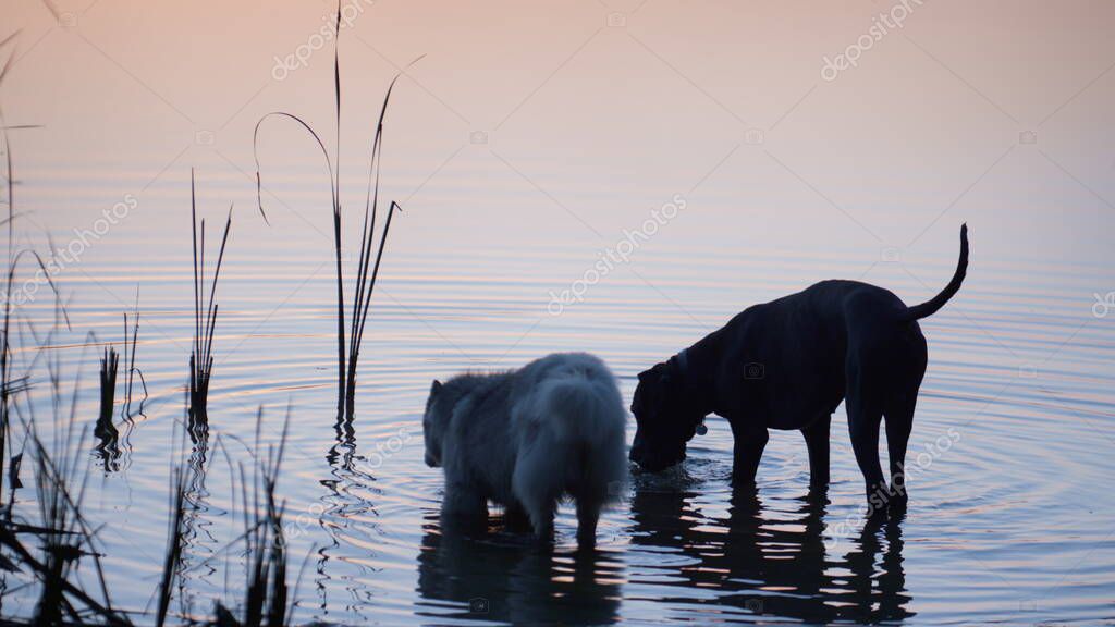 Dos perros sedientos beben agua del lago al atardecer. Pareja pedigrí ...