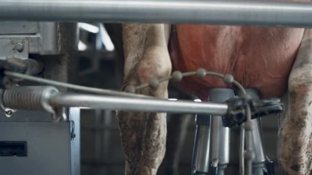 586 Milking machine Videos, Royalty-free Stock Milking machine Footage ...