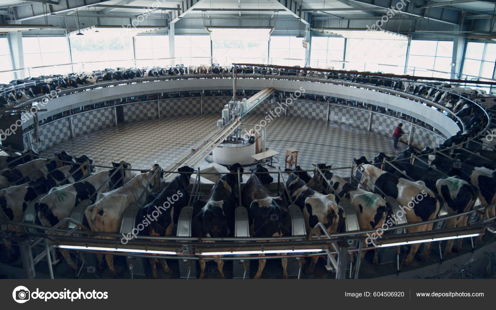 Automated System Cow Milking Modern Technological Farm Cattle Milk ...