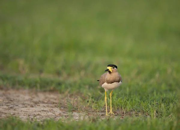 Imágenes de Jacana africaine, fotos de Jacana africaine sin royalties ...