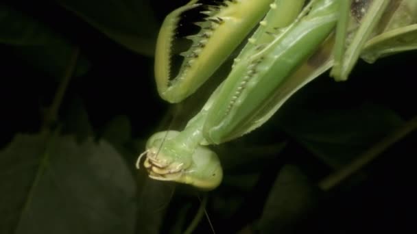 22,125 Cuci up Videos, Royalty-free Stock Cuci up Footage | Depositphotos