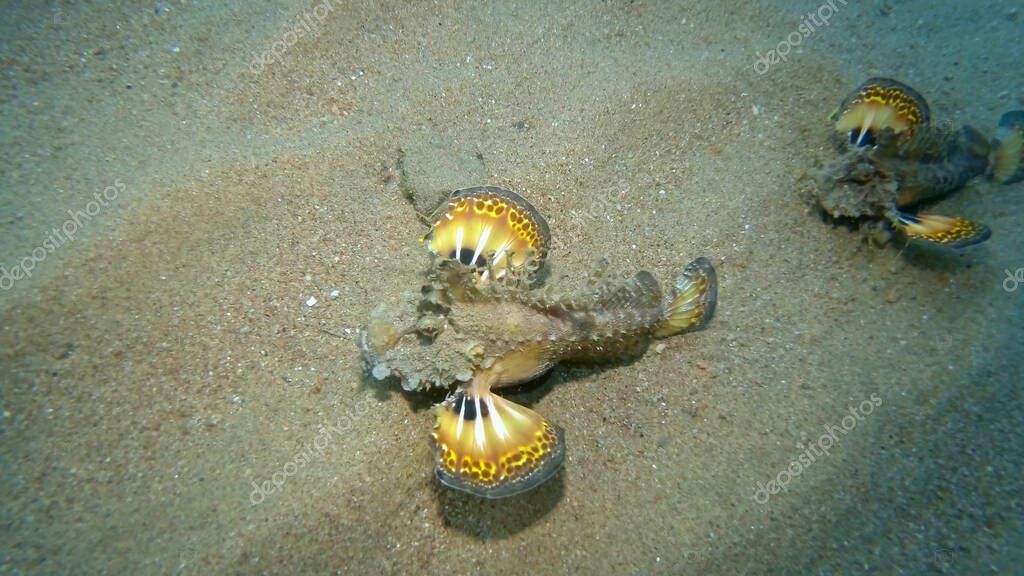 Un par de Stinger Demonio camina en el fondo arenoso. Ghoul barbudo ...