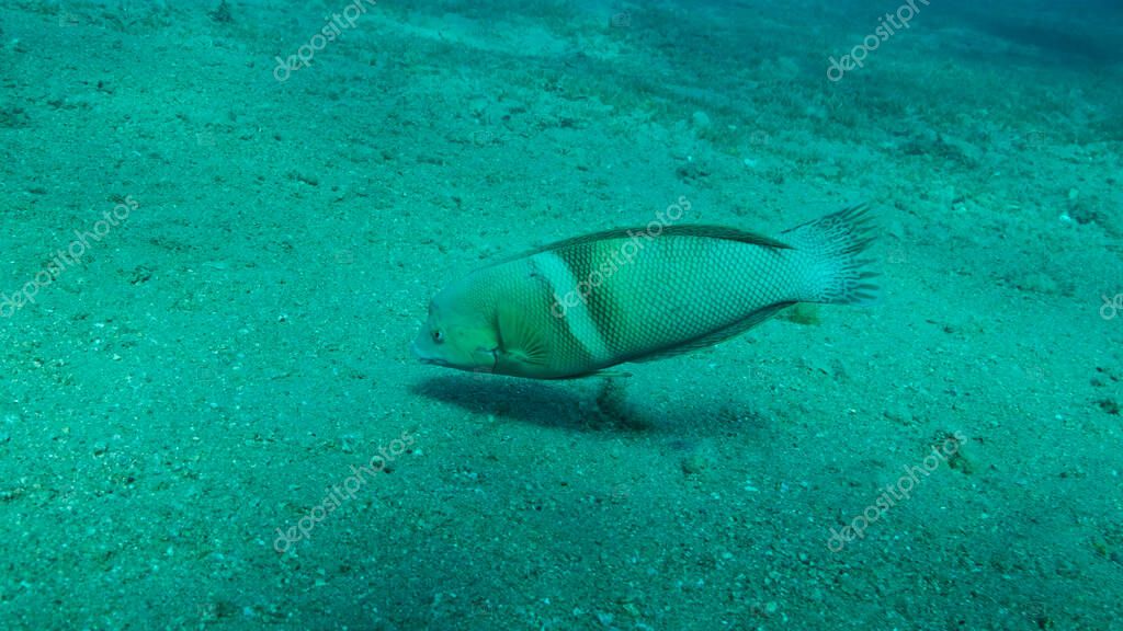 Cigar Wrasse nadar por encima del fondo arenoso sobre fondo de agua ...