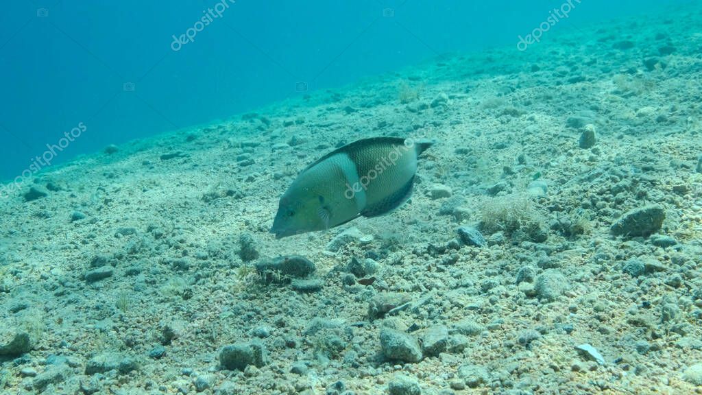 Cigar Wrasse nadar por encima del fondo arenoso sobre fondo de agua ...