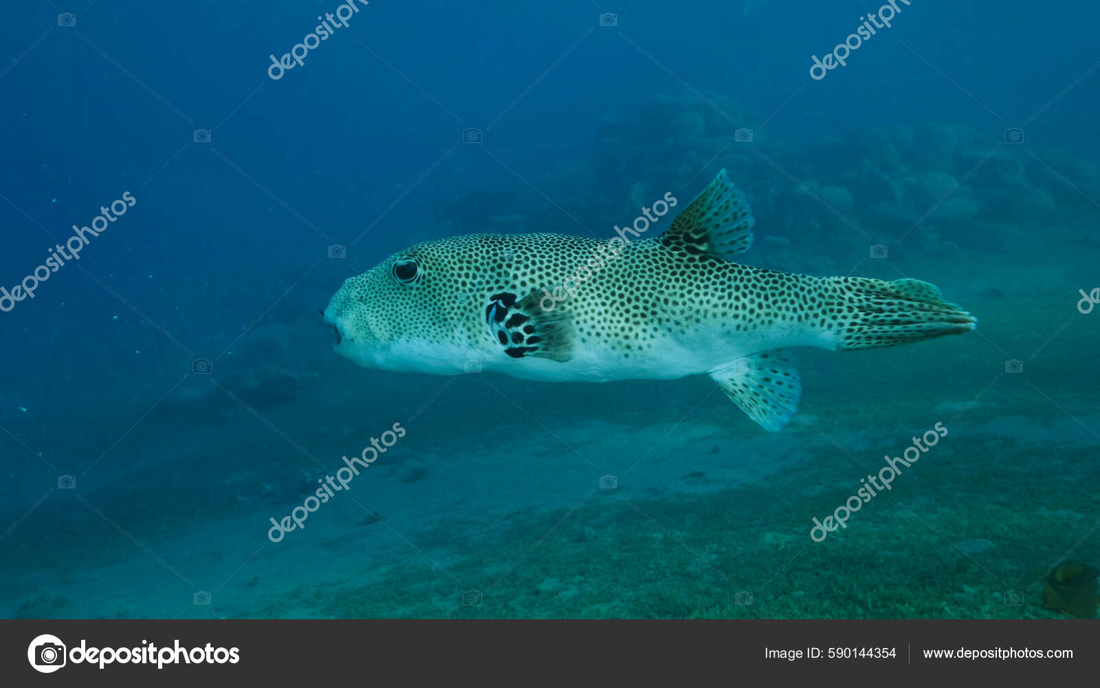 Leopard Toadfish