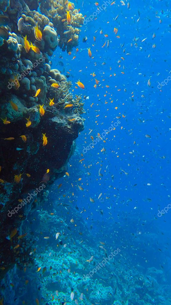 Coloridos peces tropicales nadan en los arrecifes de coral sobre fondo ...