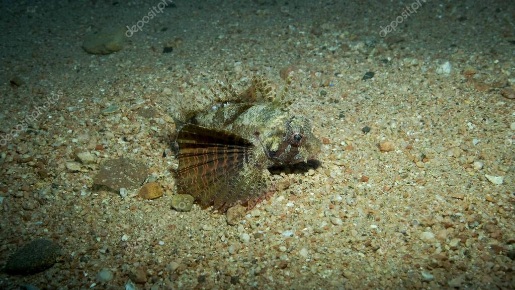Zebra Lionfish se encuentra en el fondo arenoso. Retrato frontal. Pez ...