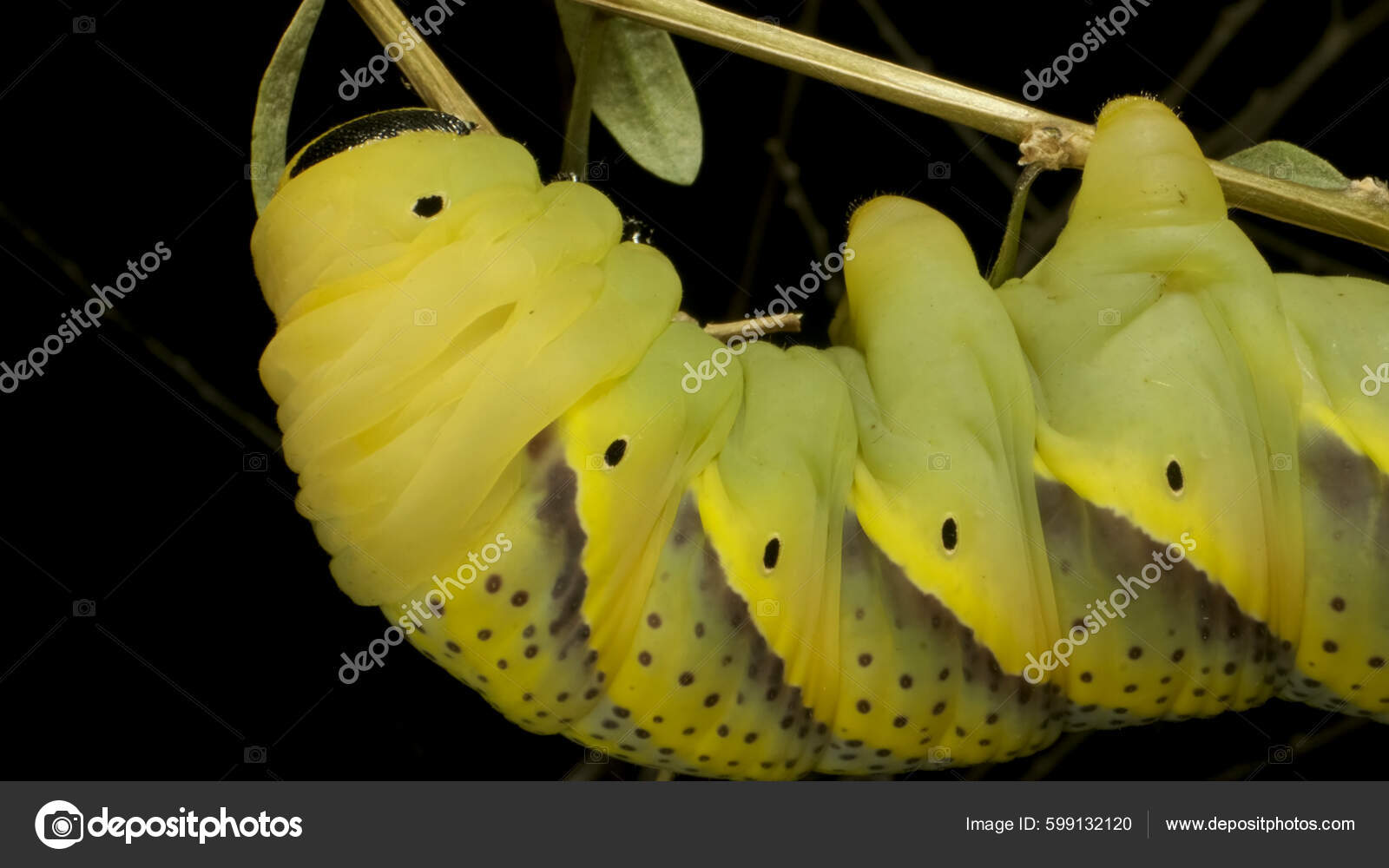 Larva Caterpillar Butterfly Death's Head Hawkmoth Sit Branch Eats Leaf ...
