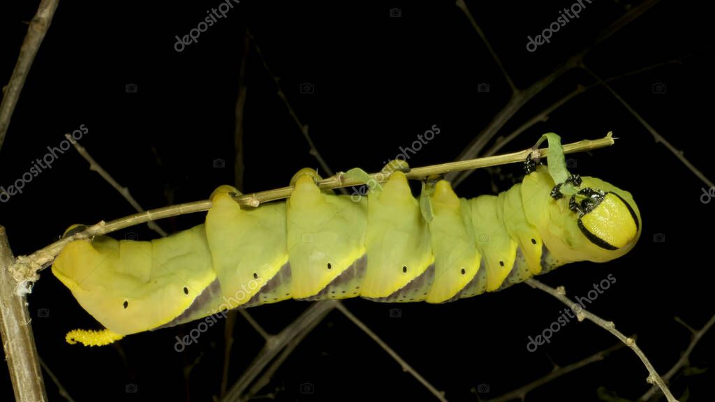 Larva (oruga) de mariposa Death 's Head Hawkmoth se sienta en la rama y ...