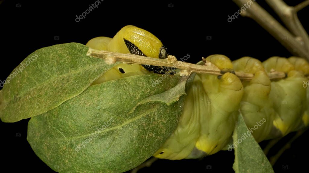 Larva (oruga) de mariposa Death 's Head Hawkmoth se sienta en la rama y ...