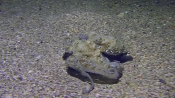 72 Octopus australis Videos, Royalty-free Stock Octopus australis ...