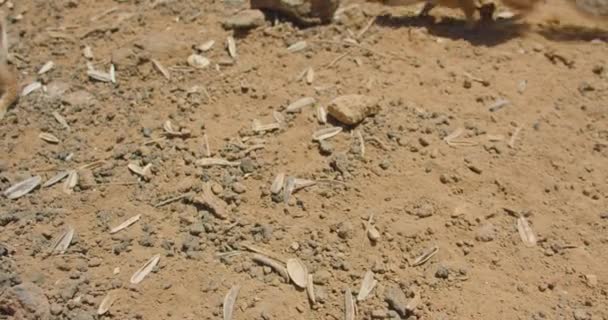 16 Mice damage Videos, Royalty-free Stock Mice damage Footage ...