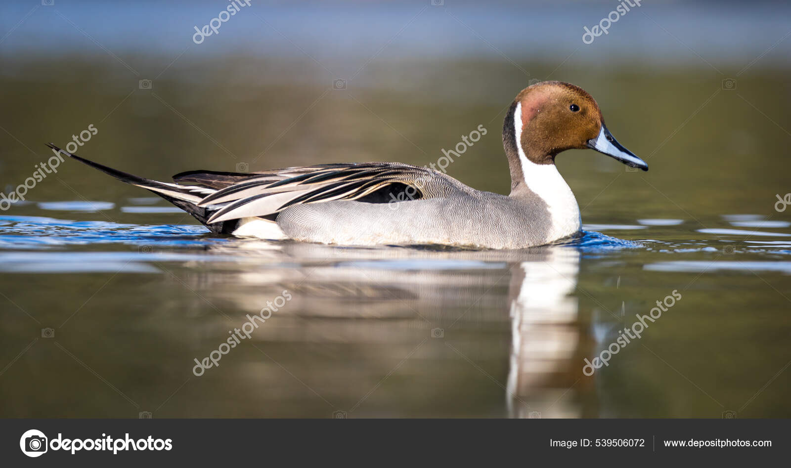 Pintail Wallpaper