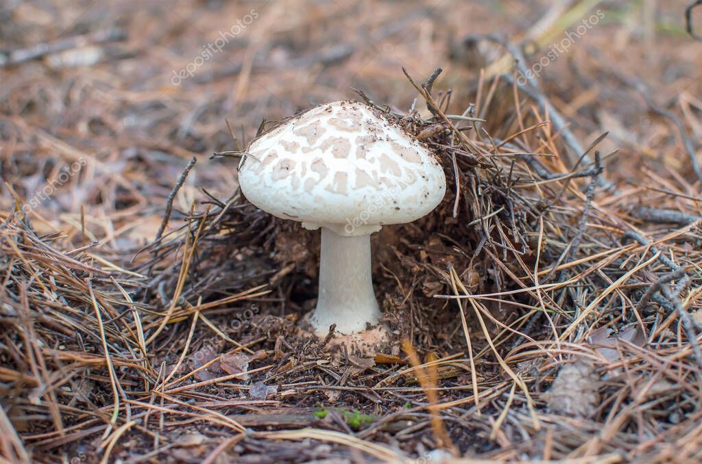 seta seta seta mosca blanca agárica Amanita citrina crece en pinos en ...