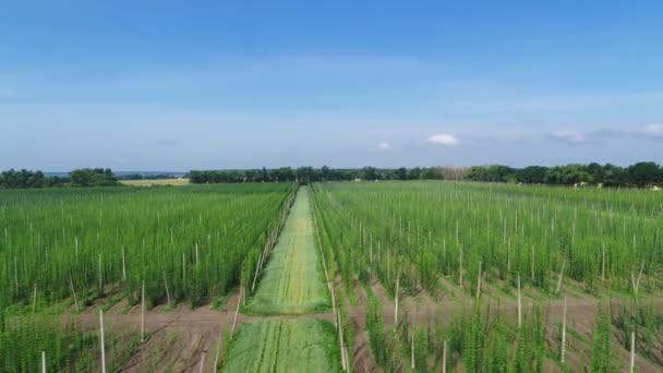 932 Harvest hop Stock Videos, 4K & HD Footage | Depositphotos