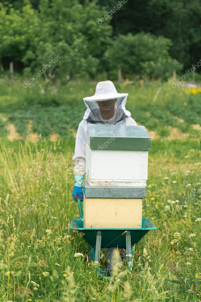 front shot of a beekeeper working with a wheelbarrow and wooden hives ...