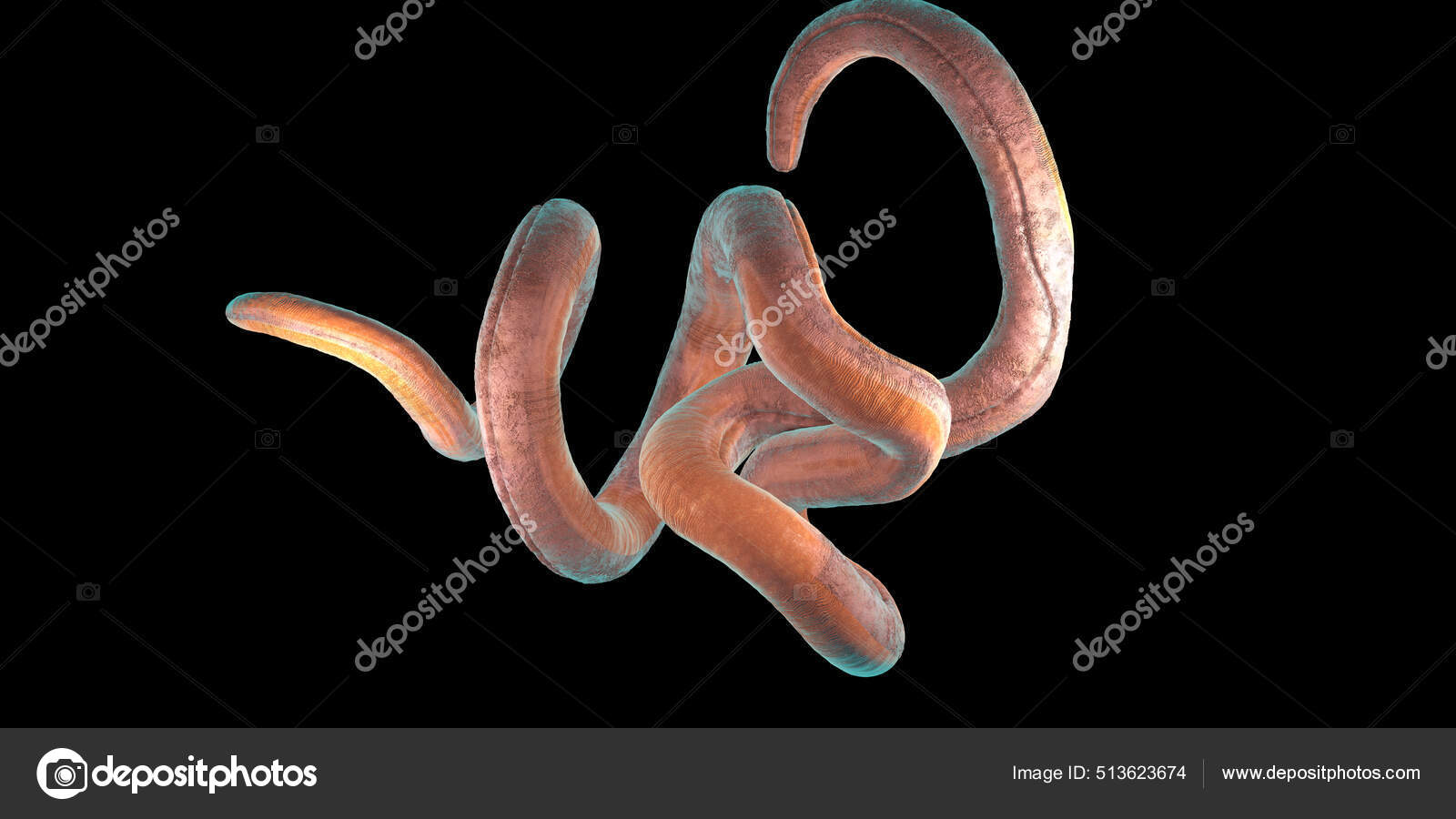 Single Twisted Nematode Black Background Illustration Stock Photo by ...