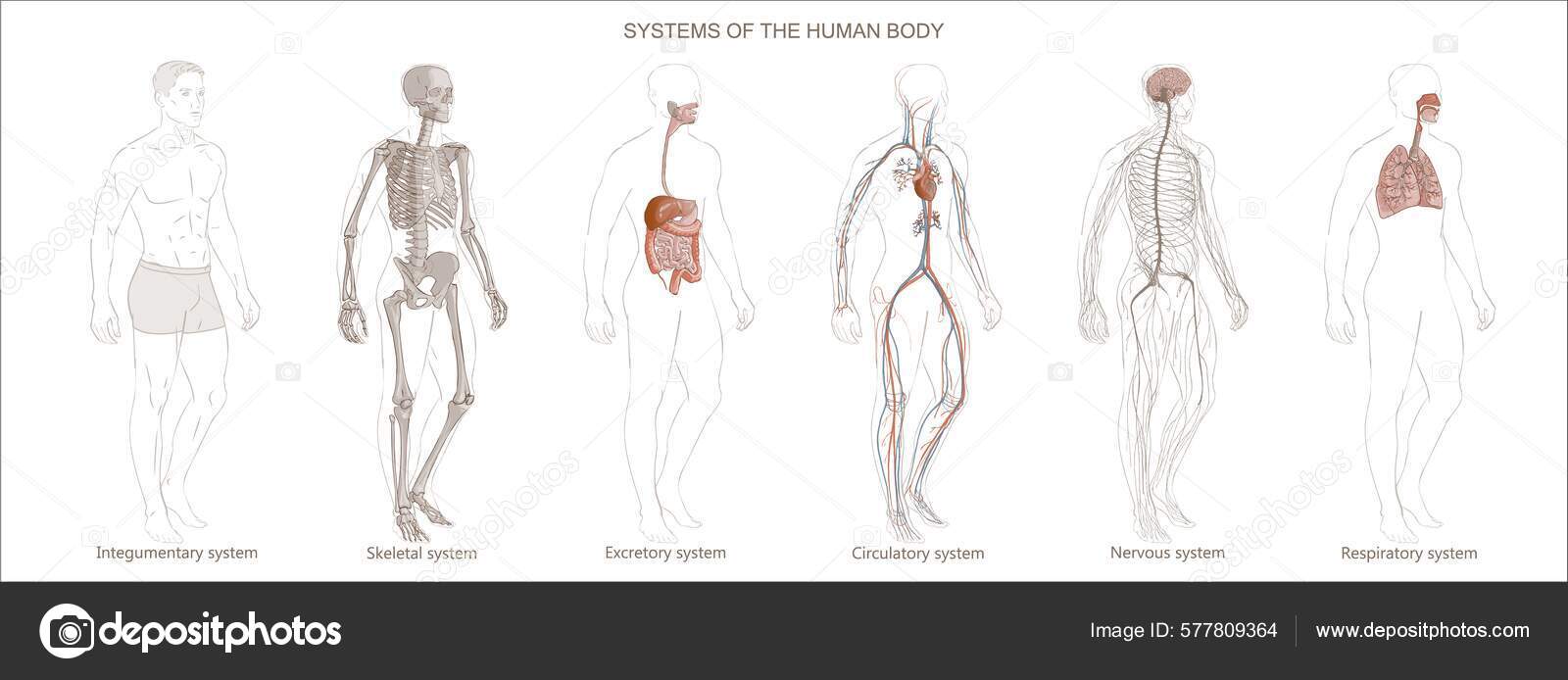 Sistemas Del Cuerpo Humano Diagrama De La Ilustracin Sistemas Del