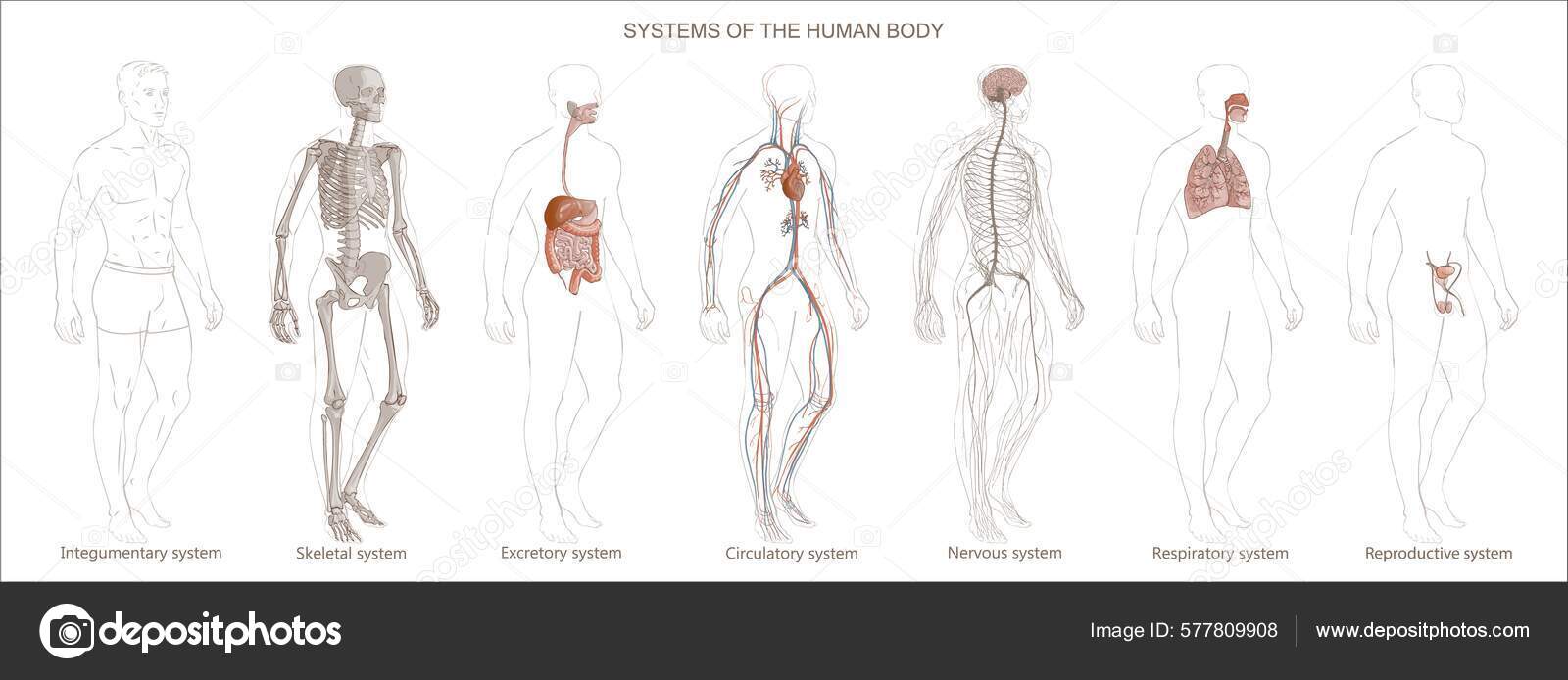 Set Vector Illustration Human Body Systems Circulatory Skeletal Nervous ...
