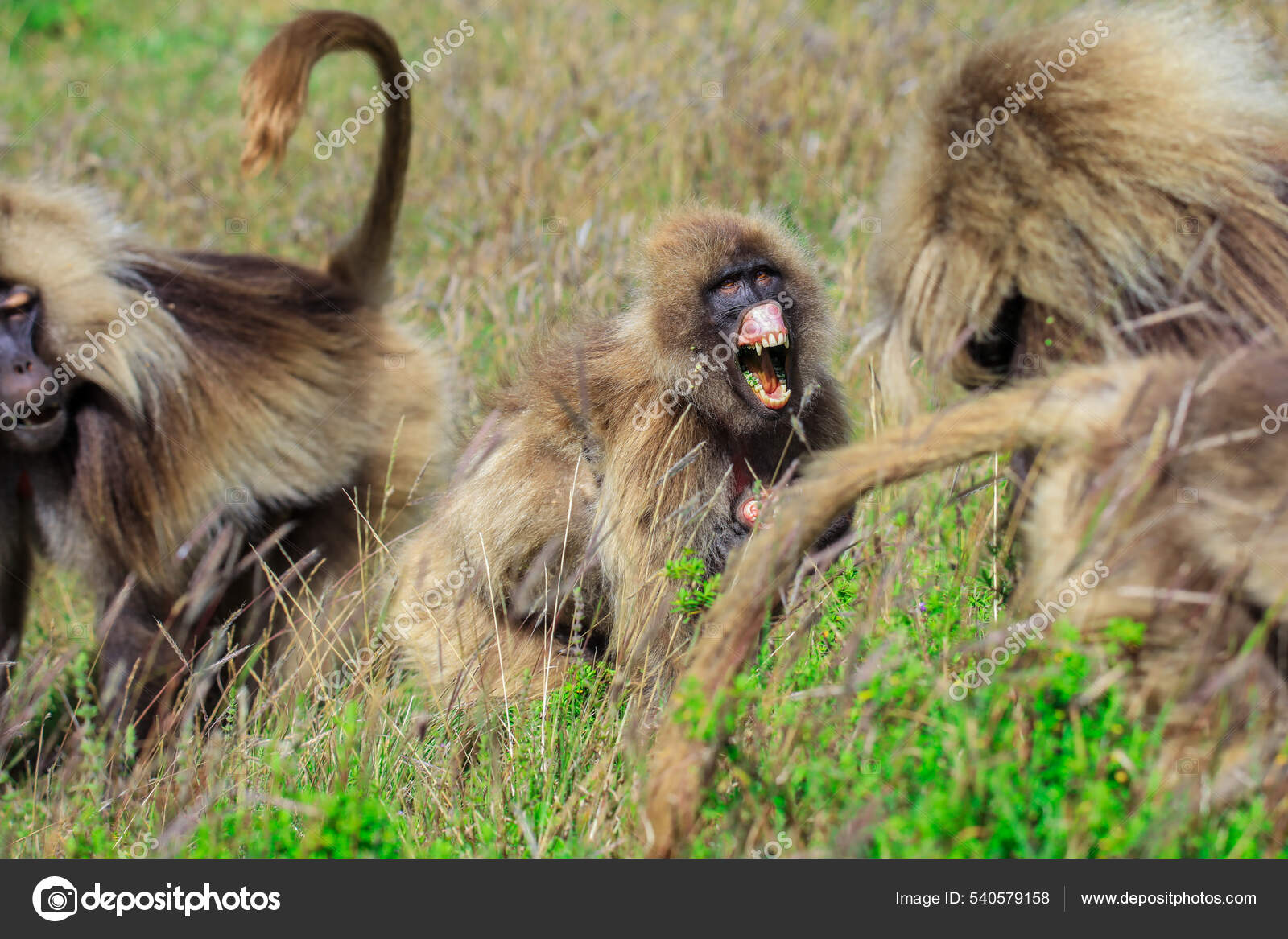 Gelada Baboon Fight