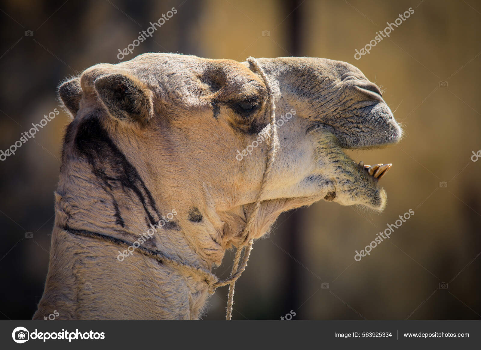 Big Group African Camels Animal Market Keren Eritrea — Stock Photo ...