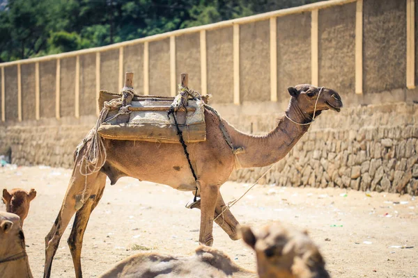 Camel transport Stock Photos, Royalty Free Camel transport Images ...