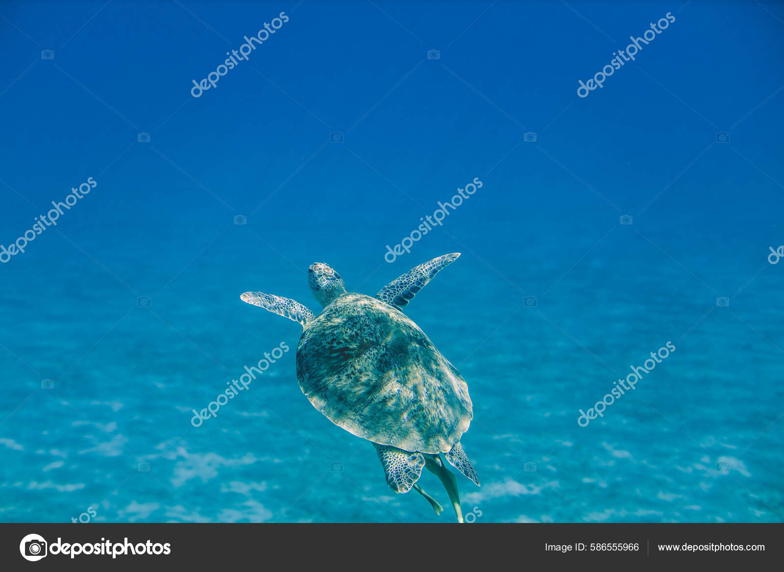 Big Red Sea Turtles Marsa Alam Beach Beach Egypt Stock Photo by ...