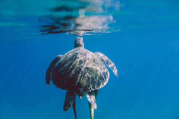 Big Red Sea Turtles Marsa Alam Beach Beach Egypt — Stock Photo ...