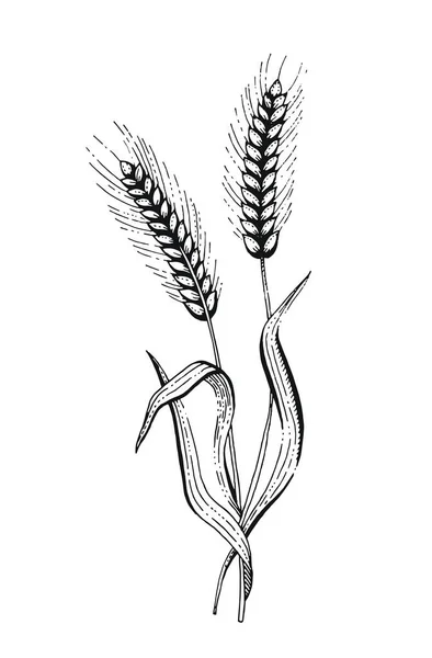 Barley Plant Drawing