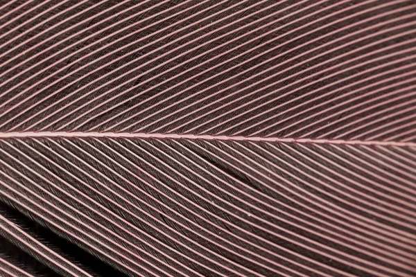 Texture and structure of a feather of a wild exotic bird. Luxury and ...