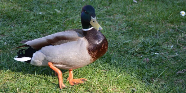 Pato pascual Stock Photos, Royalty Free Pato pascual Images | Depositphotos